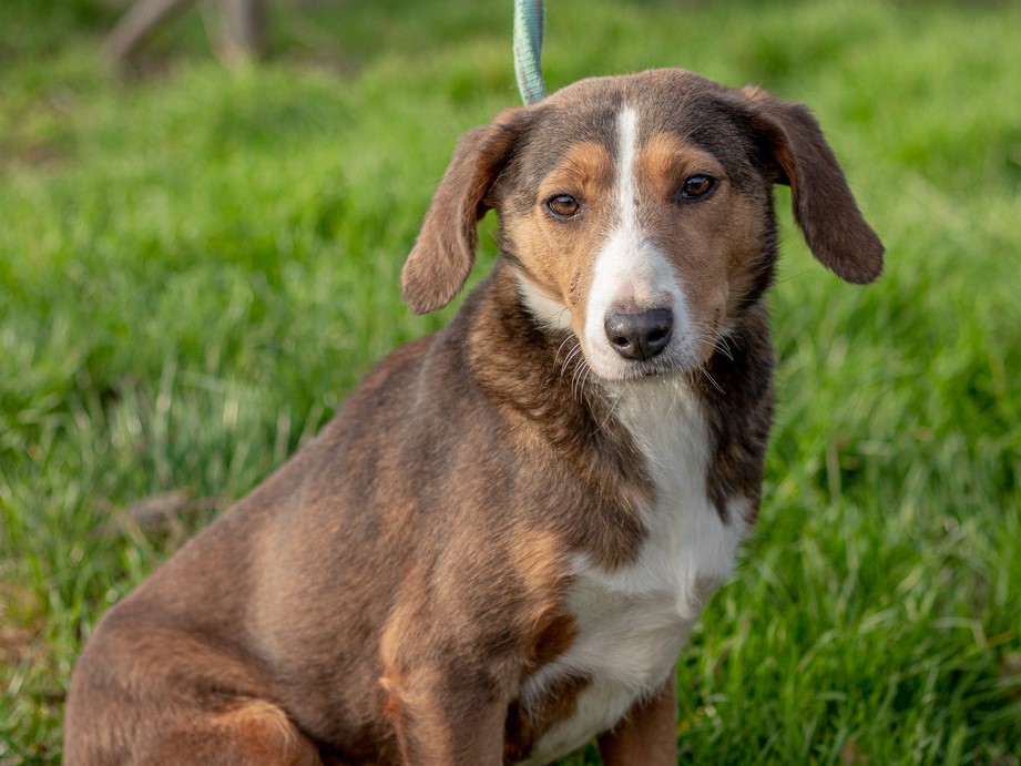 Picur (in DE - VERMITTELT) - Traurige Hundeherzen