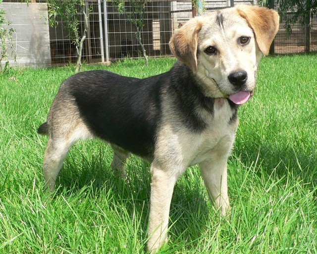 Lessy | Traurige Hundeherzen